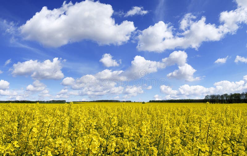 Idyllic Landscape, Yellow Colza Fields Under the Blue Sky and White ...