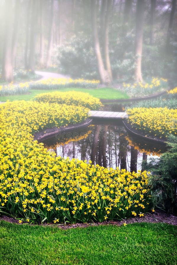 Spring Landscape with Yellow Daffodils Stock Image - Image of keukenhof ...