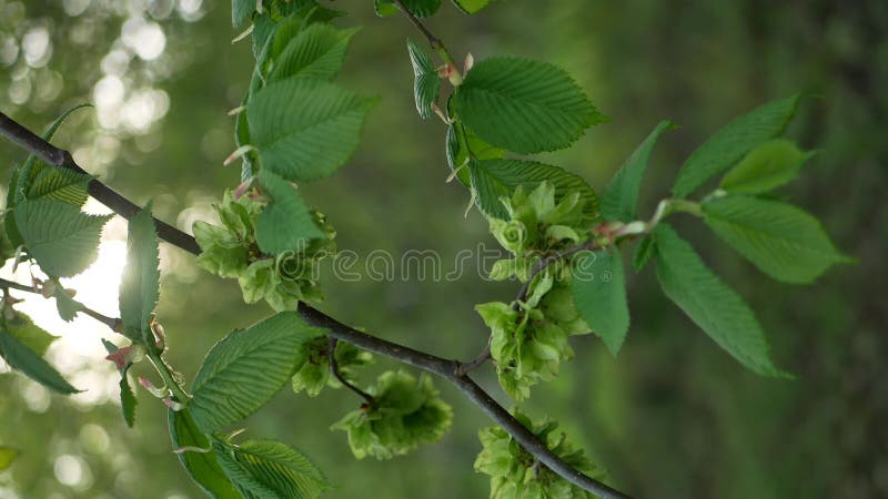 Spring Landscape - Young Leaves on Trees in the Rays of the Setting Sun ...