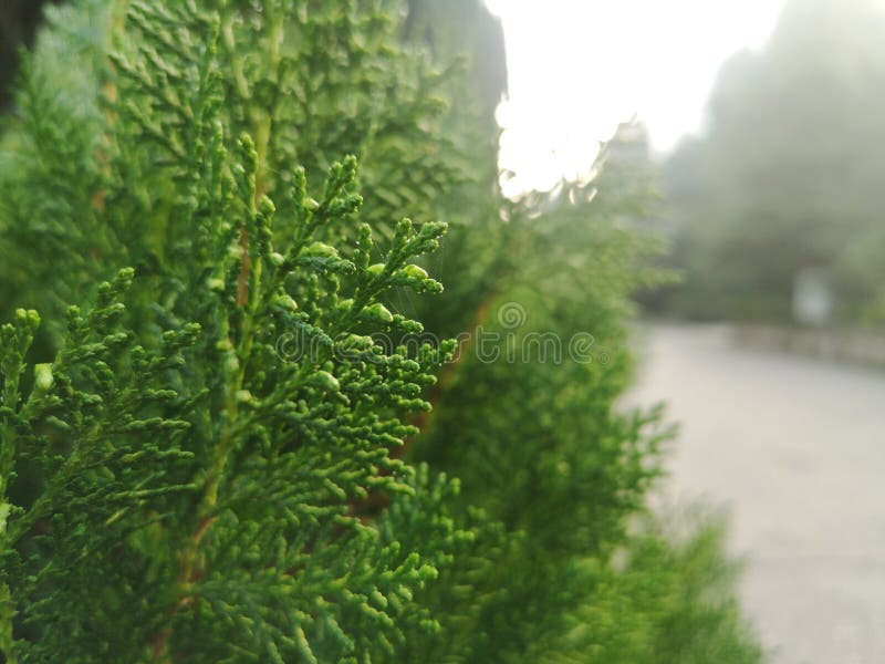 Spring Landscape. Macro Photo. Young Shoots of Pine Trees in the Forest ...