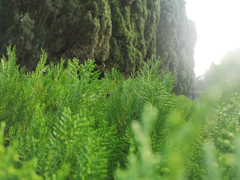 Spring Landscape. Macro Photo. Young Shoots of Pine Trees in the Forest ...