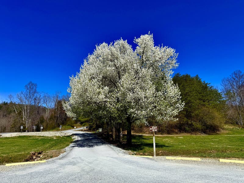 Spring Landscapes in Virginia Stock Image - Image of tree, food: 369932911