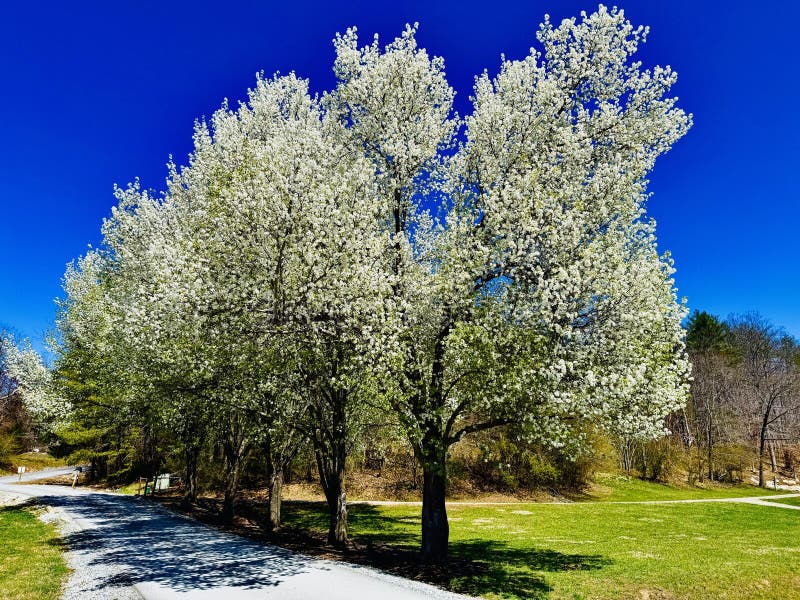 Spring Landscapes in Virginia Stock Photo - Image of produce, fruit ...