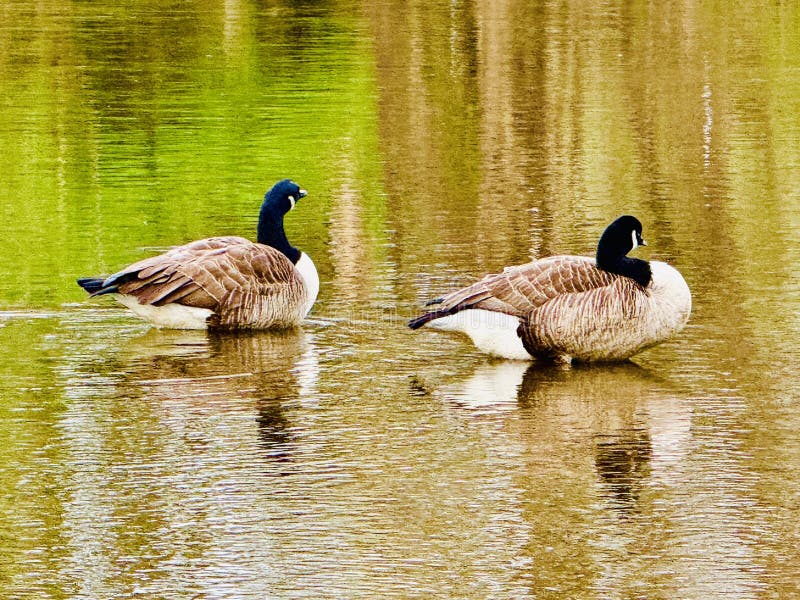 Spring Landscapes in Virginia Stock Photo - Image of leaf, flower ...