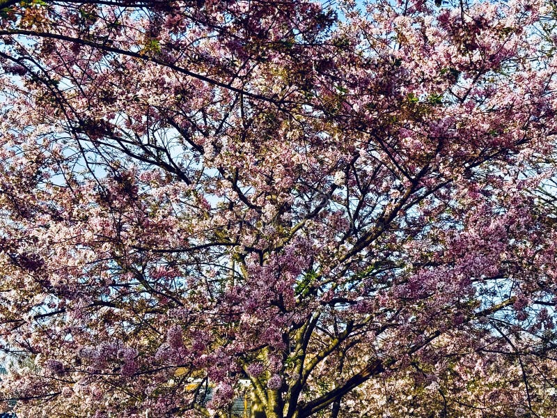 Spring Landscapes in Virginia Stock Photo - Image of twig, food: 371465734