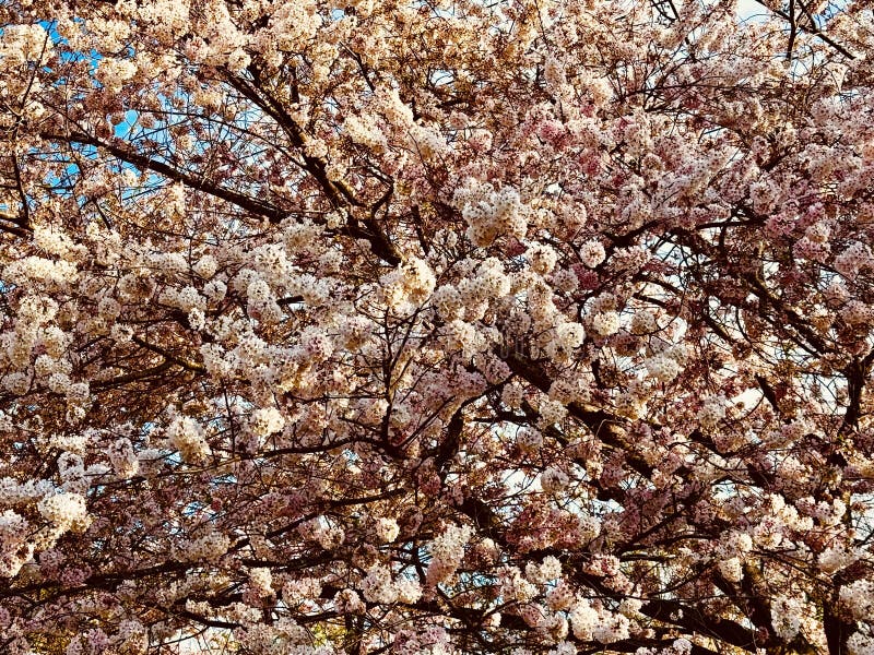 Spring Landscapes in Virginia Stock Photo - Image of blossom, leaf ...