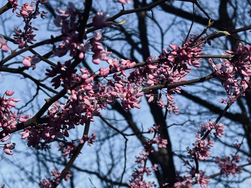 Spring Landscapes in Virginia Stock Image - Image of spring, leaf ...