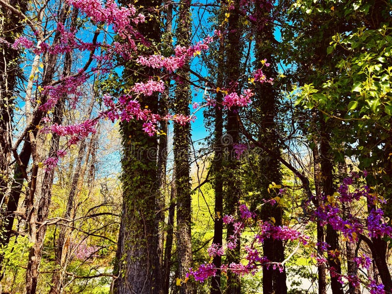 Spring Landscapes in Virginia Stock Photo - Image of leaf, winter ...