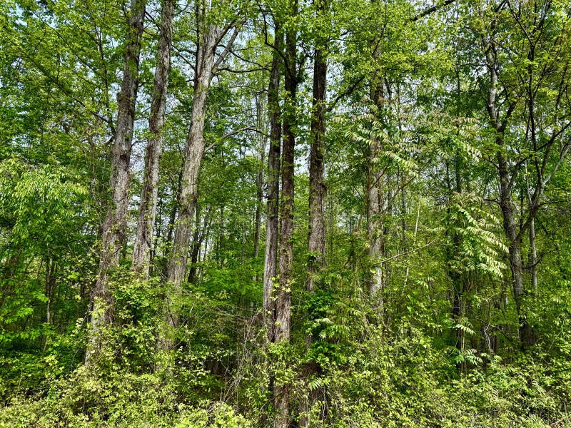 Spring Landscapes in Virginia Stock Image - Image of nature, blossom ...