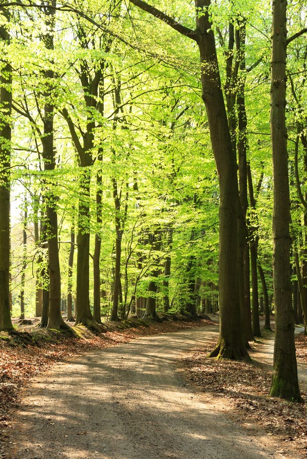 Spring lane stock photo. Image of branch, botanical, drenthe - 36711526