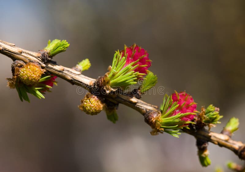 Spring larch stock image. Image of flora, spring, needles - 8183067