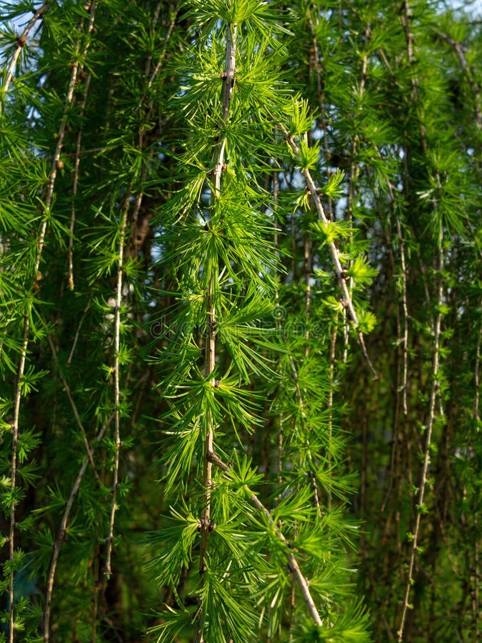 Spring Larch, Overhanging Branches in Spring Greenery. Stock Photo ...