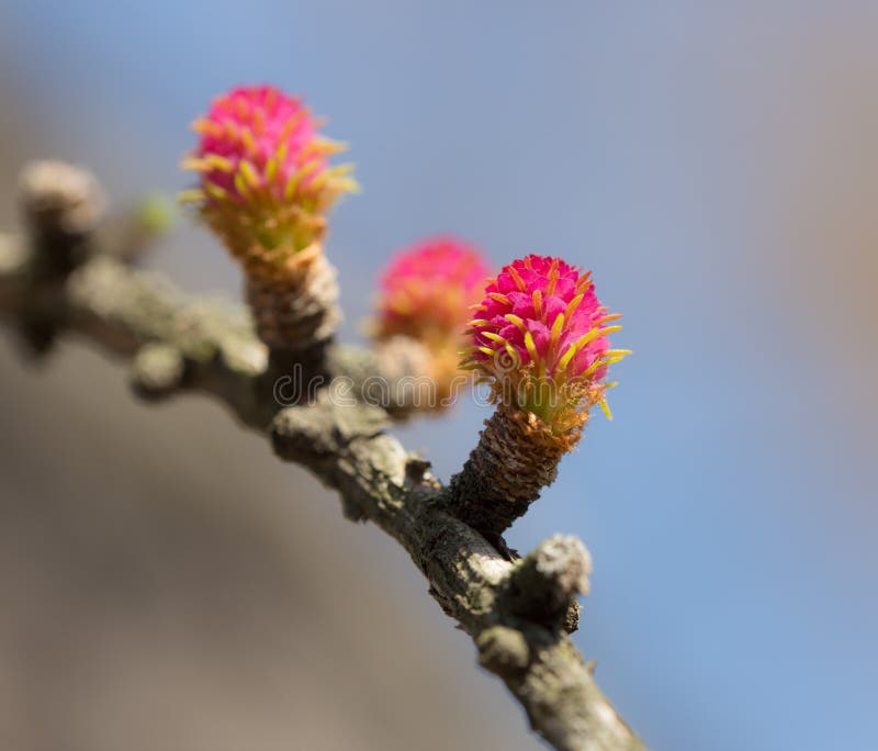 Spring larch stock image. Image of tree, twig, sunlight - 39910021