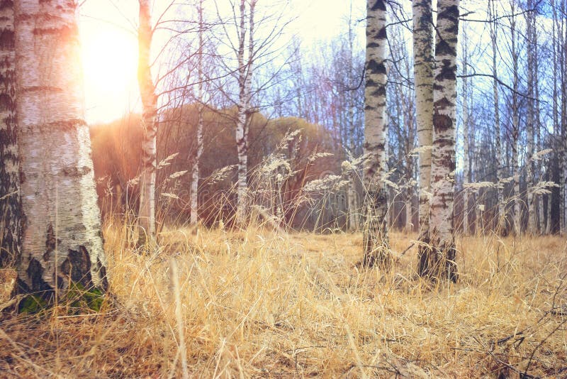 Last snow of the season stock photo. Image of winter, frost - 30000