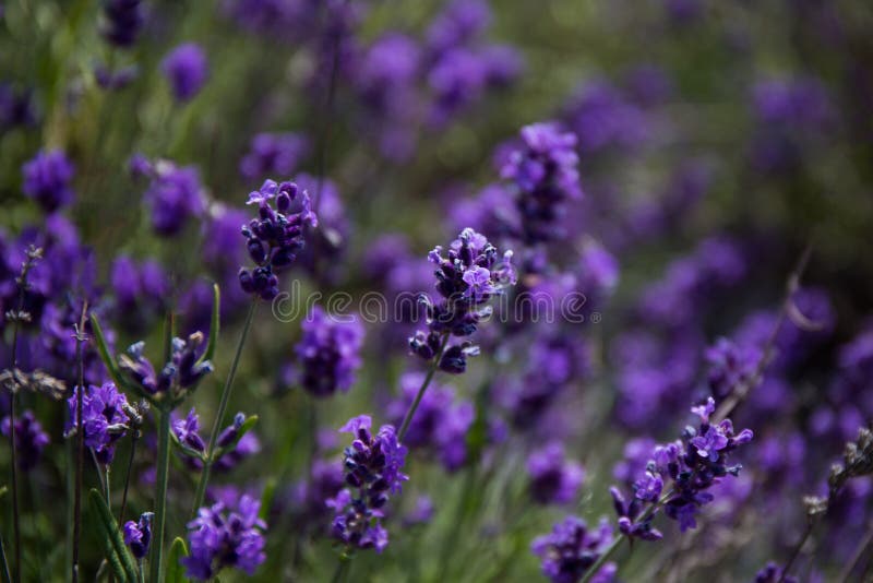 Spring Lavander.Lavander Farm Stock Photo - Image of ecology, floral ...