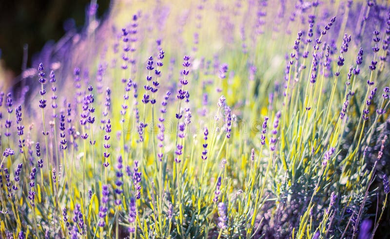 Spring Lavender flower stock image. Image of fragrance - 66539325