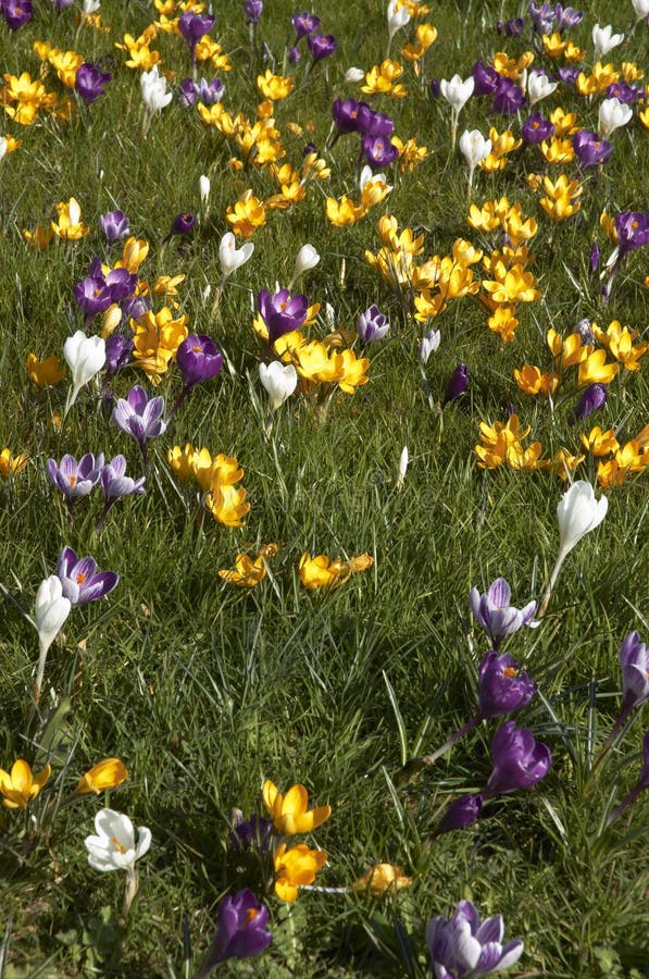 Spring lawn stock photo. Image of variation, white, spring - 2237882