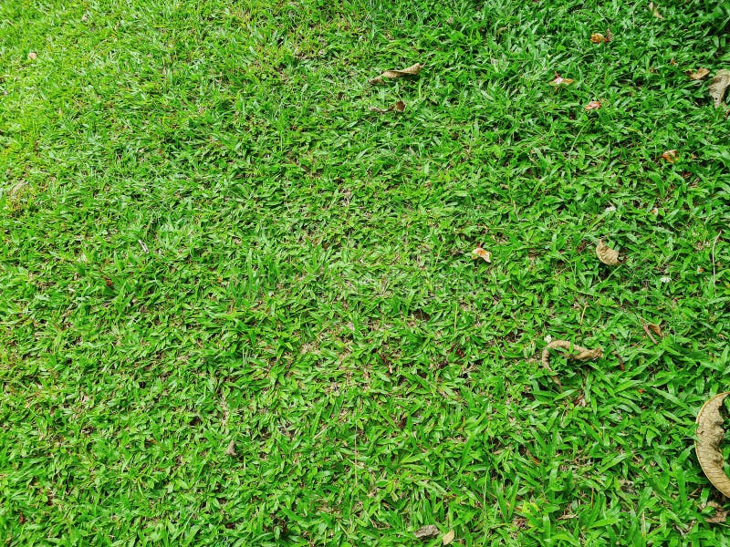 Spring Lawn, Summer Grass Pattern on the Ground, Natural Abstract ...