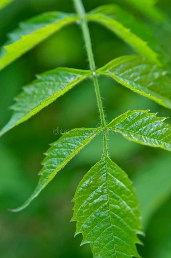 Green leaf stock image. Image of sharp, life, green, leaf - 14438907