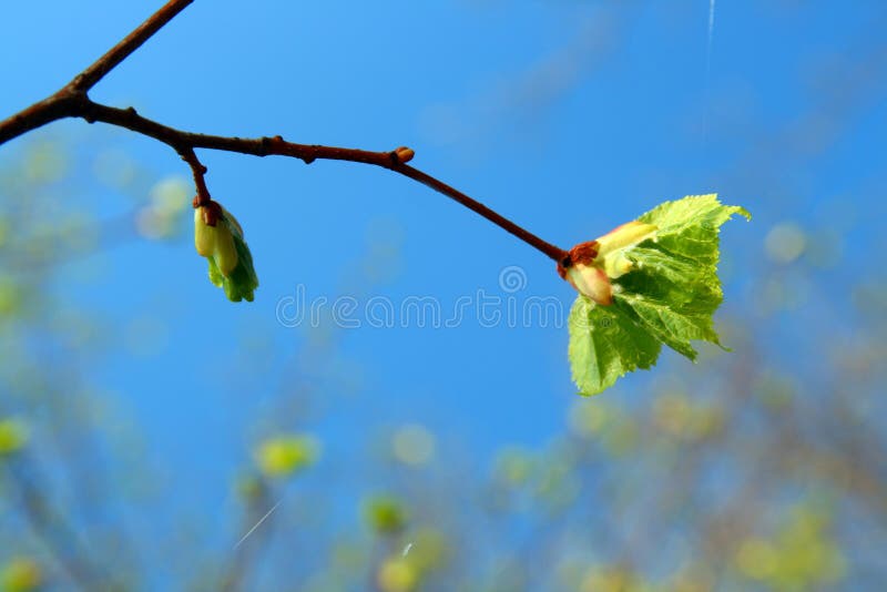 Spring Leaf Picture. Image: 5848219