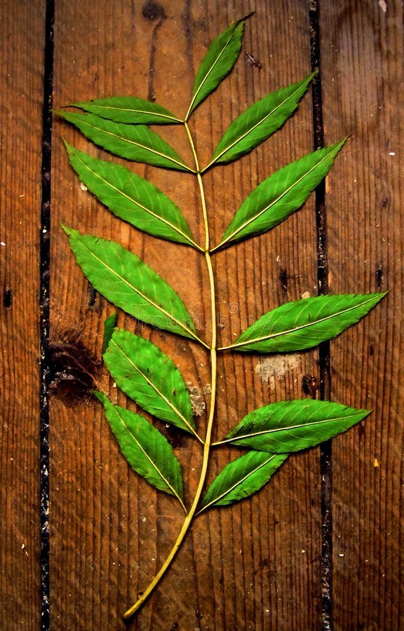 Spring Leaf stock image. Image of leaf, floor, branch, spring - 71471