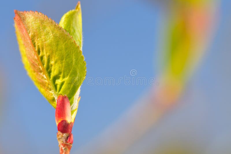 Spring leaf. stock image. Image of green, cogged, live - 9077811