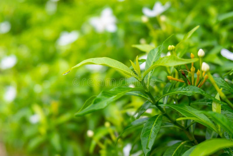 .spring Leaf Background with Morning Sunlight Stock Image - Image of ...
