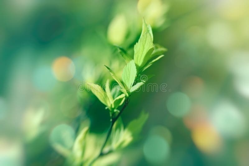 Spring Leaf on Branch, Young Spring Leaves Stock Image - Image of life ...