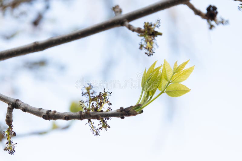 Spring Leaf Bud in Nature. Spring Leaf Symbol of Ecology and ...