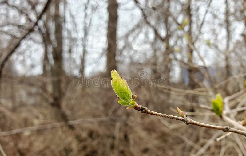 Spring Leaf Bud on Tree Twig Stock Photo - Image of bright, close ...