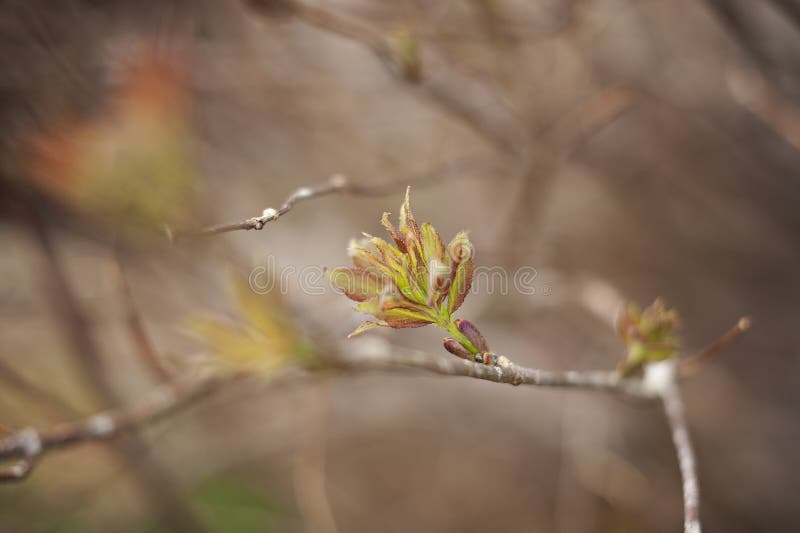 Spring Leaf Buds - New Growth Stock Photo - Image of leaf, twigs: 41004616