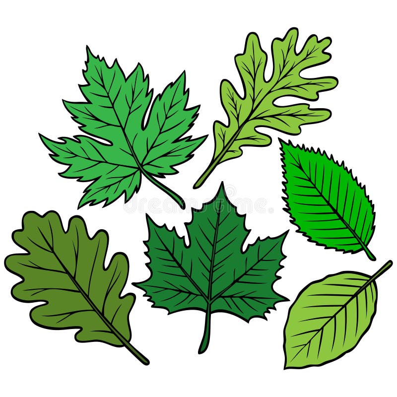 Leaf Collection stock vector. Illustration of icon, leaf - 72948615