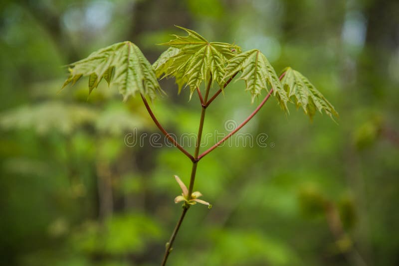 Spring Leaf. Composition of Nature. Spring Green Leaves Branches Stock ...