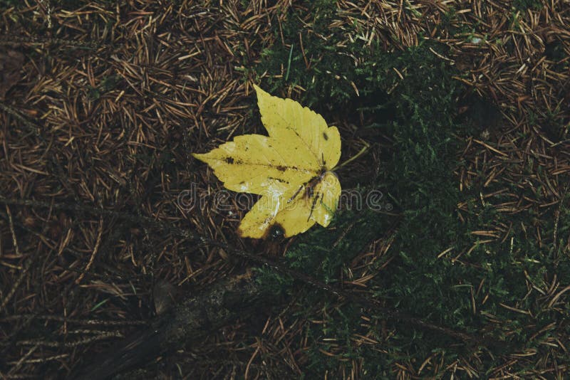 Spring leaf, on the ground stock image. Image of landscape - 116124853