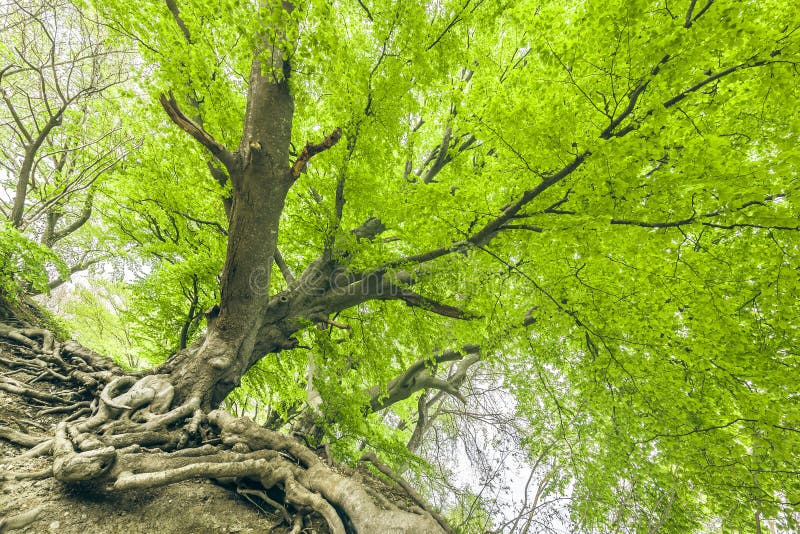 Spring leaf stock image. Image of summer, outdoor, plant - 31285203