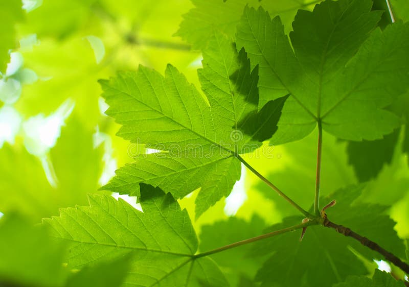 Spring leaf of maple. stock photo. Image of light, bright - 83729018