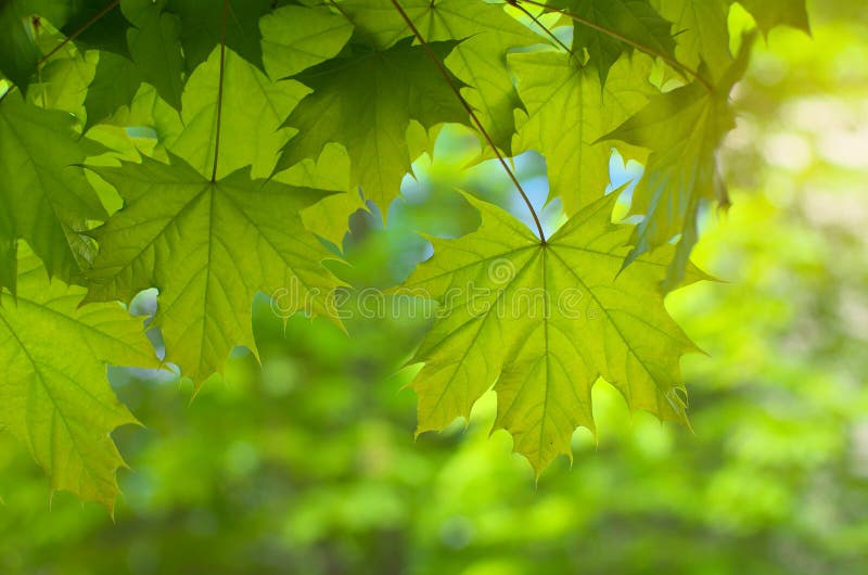 Spring leaf of maple. stock photo. Image of growth, botanical - 83729060