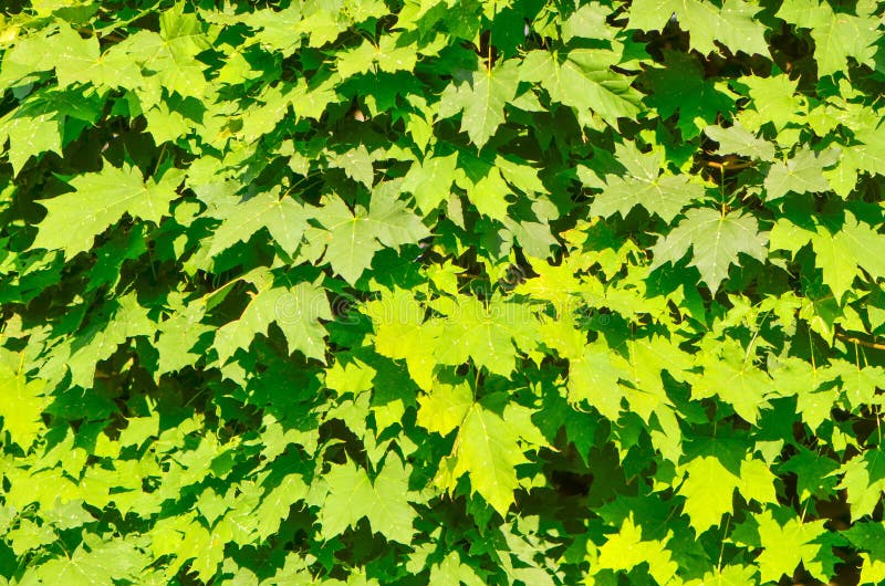 Spring Leaf of Maple. Composition of Nature Stock Photo - Image of ...