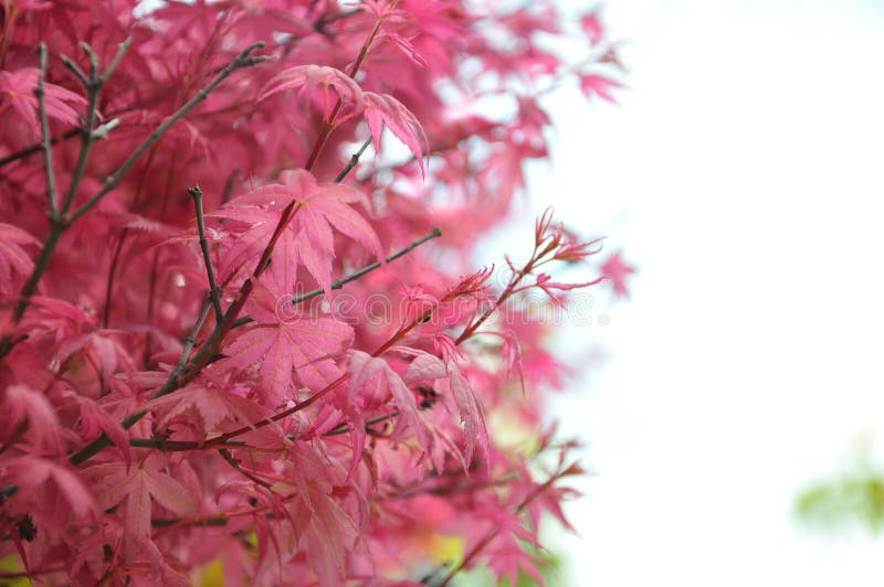 Spring Leaf of Taiwan Maples Stock Photo - Image of park, visit: 53454606