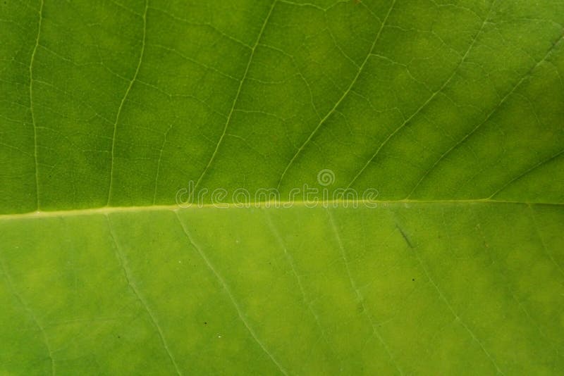 Green Spring Leaf Background Stock Photo - Image of summer, structure ...