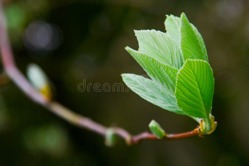 Leaf Elm Tree In The Forest Stock Photo - Image of design, beauty: 91991576