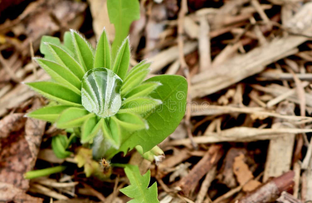 Spring Rain Droplet on Leaf Stock Image - Image of grass, detail: 119998791