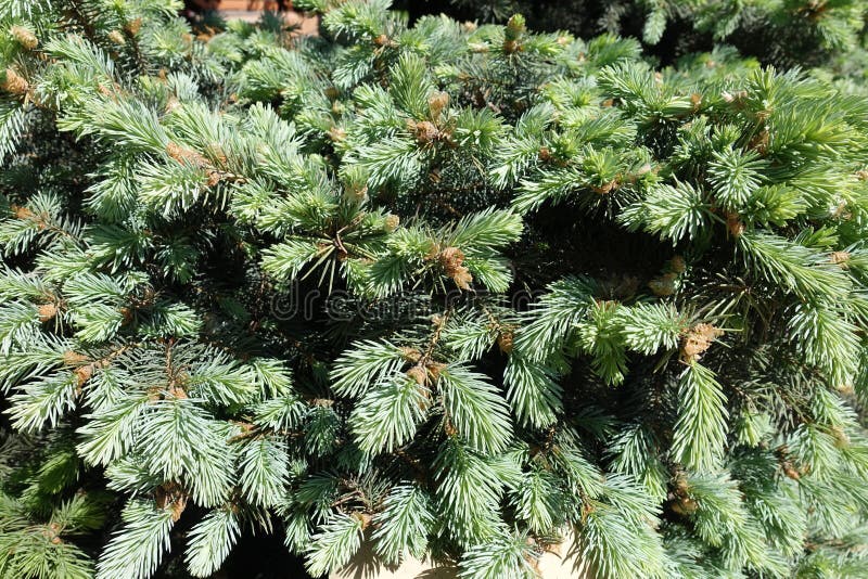 Spring Leafage of Colorado Blue Spruce Stock Image - Image of conifer ...