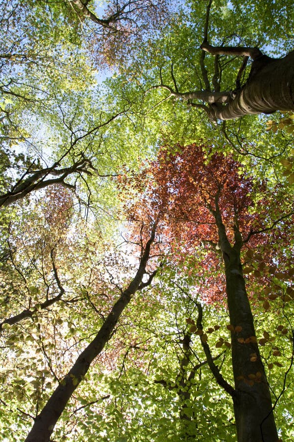 Spring leaves stock image. Image of looking, spring, wood - 10462757