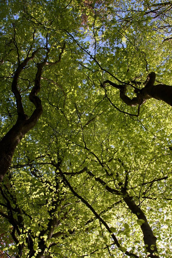 Spring leaves stock photo. Image of leaves, fresh, branch - 10463014