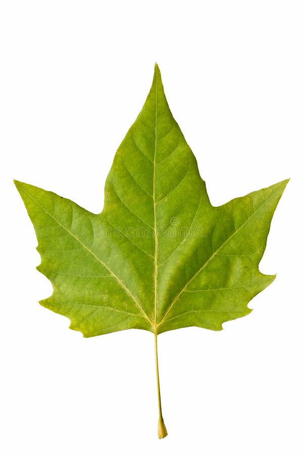 Spring leaves stock image. Image of color, autumn, summer - 13482571