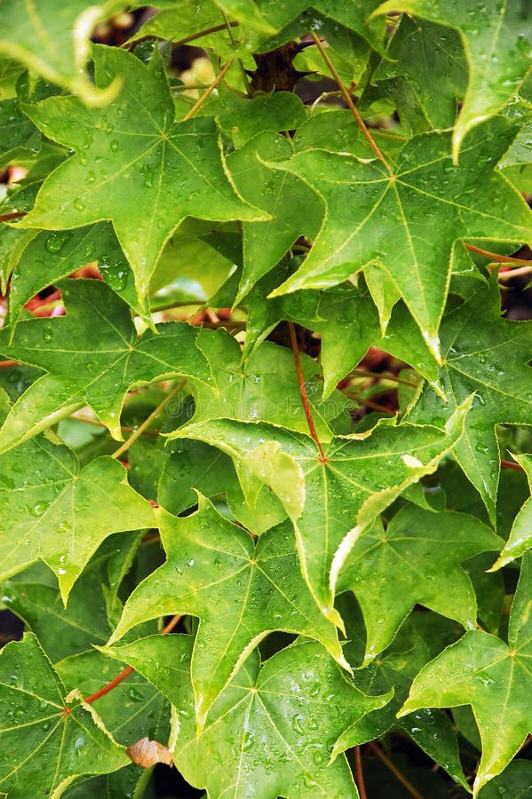Ivy leaves stock image. Image of tree, foliage, flora - 3179939