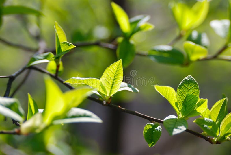 Spring leaves stock image. Image of background, forest - 17981869