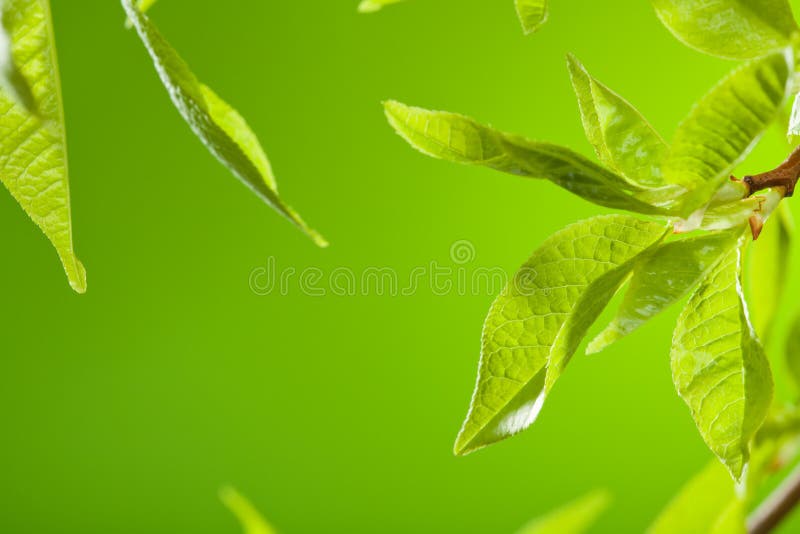 Spring leaves stock photo. Image of leaf, nature, tree - 19607480
