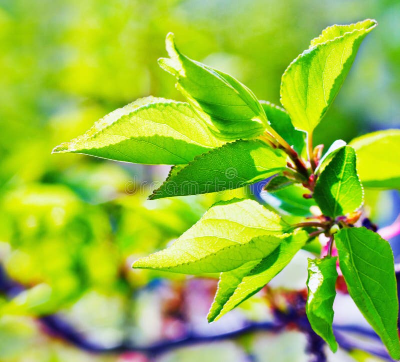 Spring leaves stock photo. Image of focus, plant, woods - 23477664